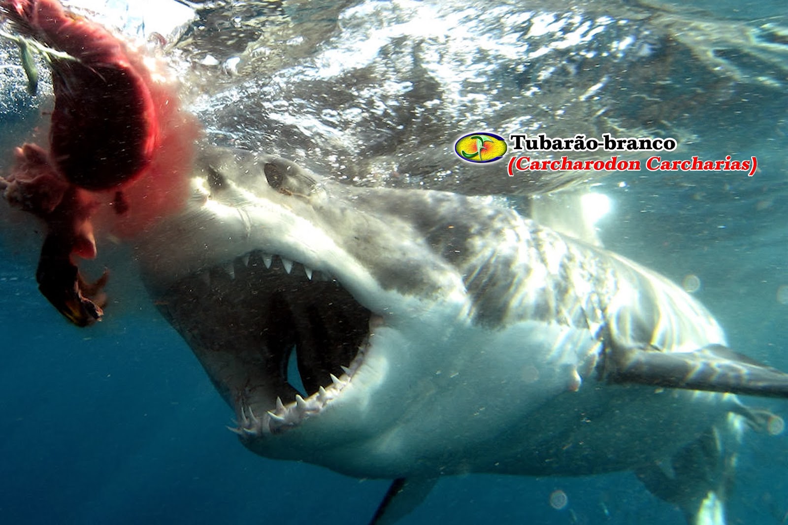 Tubarão Branco Nome Cientifico - FDPLEARN